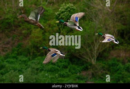 Mallard ducks taking flight Stock Photo - Alamy