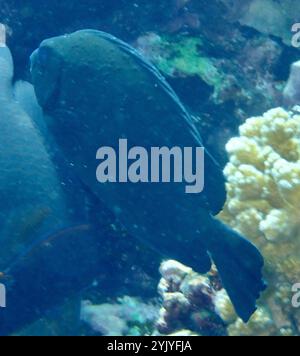 Dusky Spinefoot (Siganus luridus Stock Photo - Alamy
