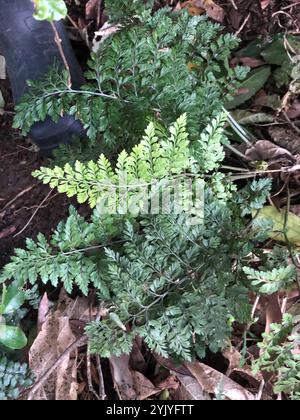 hen and chickens fern (Asplenium gracillimum Stock Photo - Alamy