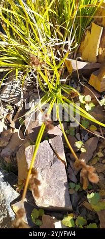 oval sedge (Carex leporina Stock Photo - Alamy