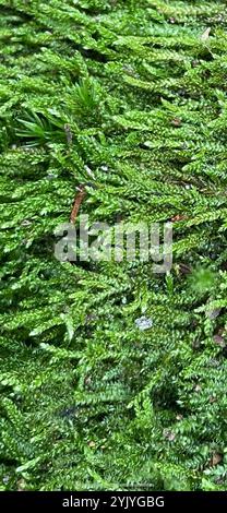 tree-skirt moss (Pseudanomodon attenuatus Stock Photo - Alamy