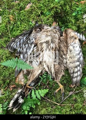 Eurasian Goshawk (Astur gentilis Stock Photo - Alamy