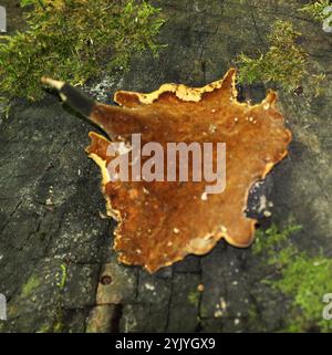 Bay Polypore (Picipes badius Stock Photo - Alamy
