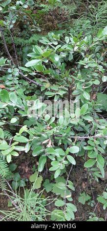 Oregon Boxwood (Paxistima myrsinites Stock Photo - Alamy