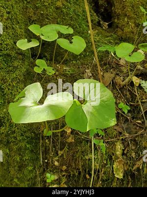 Canadian wild ginger (Asarum canadense Stock Photo - Alamy