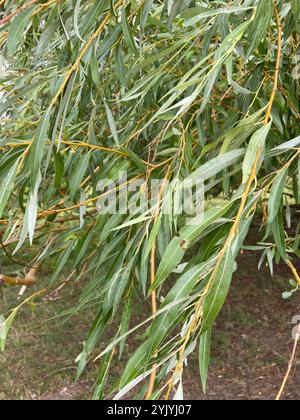 Golden Willow (Salix × fragilis vitellina Stock Photo - Alamy