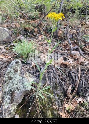 White Mountain Ragwort (Packera cynthioides Stock Photo - Alamy