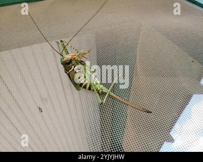 Greater Arid-land Katydid (Neobarrettia spinosa Stock Photo - Alamy