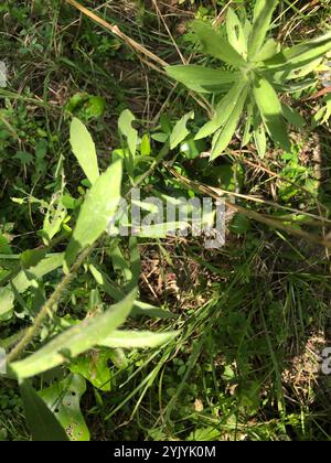 Nashville Camphorweed (Heterotheca camporum glandulissima Stock Photo ...