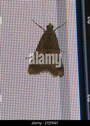 Cabbage Webworm Moth (Hellula rogatalis Stock Photo - Alamy
