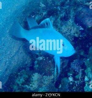 Red Sea Soapfish (Diploprion drachi), Soapfish, dive site House Reef ...