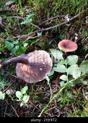 Curry Milkcap (Lactarius camphoratus Stock Photo - Alamy