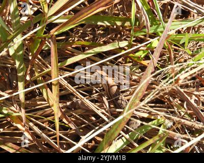 Variable Skink (Trachylepis varia Stock Photo - Alamy