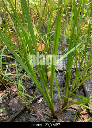 Branching Bur-reed (Sparganium androcladum Stock Photo - Alamy