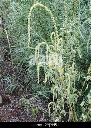 Palmer's Amaranth (Amaranthus palmeri Stock Photo - Alamy