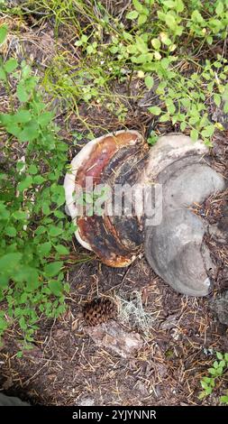 Northern Red Belt (Fomitopsis mounceae Stock Photo - Alamy
