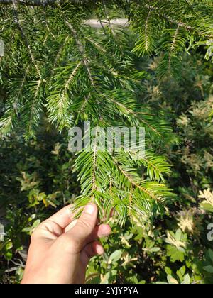 Sierra White Fir (Abies concolor lowiana Stock Photo - Alamy