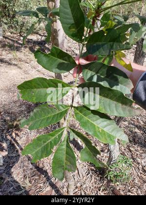 Crows Ash (Flindersia australis Stock Photo - Alamy