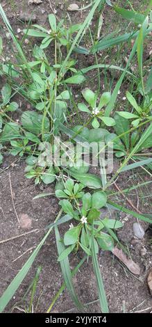 Mollugo verticillata L Mollugo verticillata L Stock Photo - Alamy