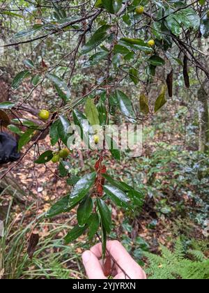 Long-leaved Bitter Bark (Petalostigma triloculare), Plantae, Victoria ...