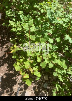 mallow-leaf ninebark (Physocarpus malvaceus Stock Photo - Alamy