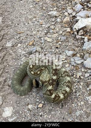 Eastern Black-tailed Rattlesnake, Crotalus, ornatus, in Chisos Basin ...