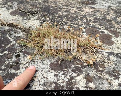 Starved Daisy (Erigeron miser Stock Photo - Alamy