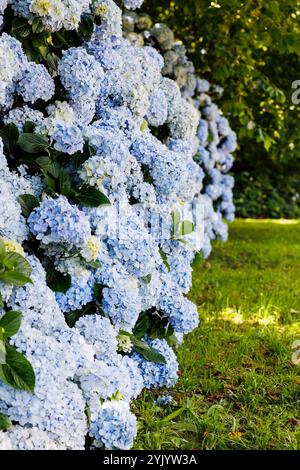 Blue and white hydrangeas in Azores islands. Azores. Portugal. Blue ...