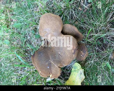 ash-tree bolete (Boletinellus merulioides Stock Photo - Alamy