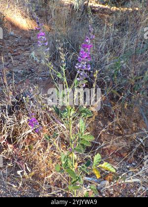 native scurf-pea (Cullen australasicum Stock Photo - Alamy