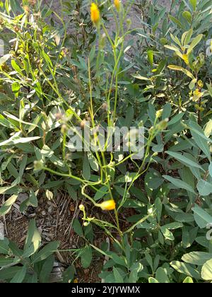 narrow-leaved hawksbeard (Crepis tectorum Stock Photo - Alamy