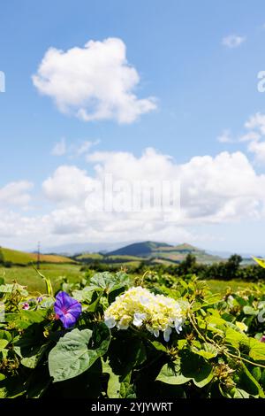 Summer vegetation at Azores islands, hydrangeas at the roadside ...