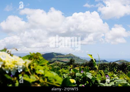 Summer vegetation at Azores islands, hydrangeas at the roadside ...