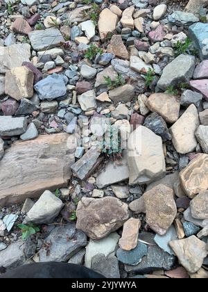 Alpine Glacier Poppy (Papaver pygmaeum Stock Photo - Alamy