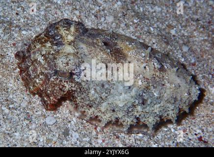 Hooded Cuttlefish (Rhombosepion prashadi Stock Photo - Alamy