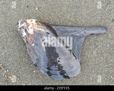 Winged Oysters (Pteria Stock Photo - Alamy