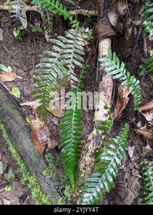 Small Rasp Fern (Doodia caudata Stock Photo - Alamy