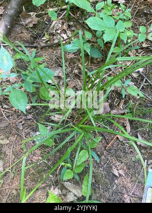 graceful sedge (Carex gracillima Stock Photo - Alamy