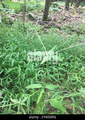 Black Snakeroot (Sanicula canadensis Stock Photo - Alamy