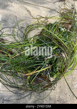 Torrey's Surfgrass (Phyllospadix torreyi Stock Photo - Alamy