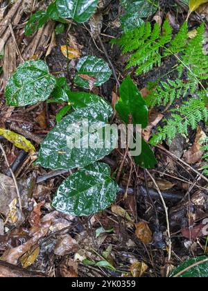 Kangaroo Vine (Apocissus antarctica Stock Photo - Alamy