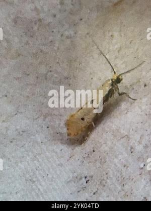 Bird's-nest Moth (Tinea trinotella Stock Photo - Alamy