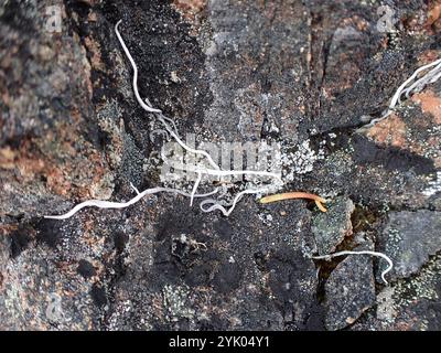 Whiteworm Lichen (Thamnolia vermicularis Stock Photo - Alamy