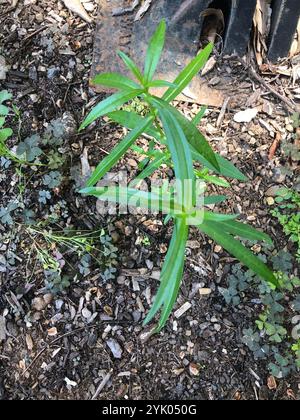 Scarlet Toothcup (Ammannia coccinea Stock Photo - Alamy