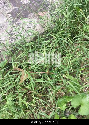 nimblewill (Muhlenbergia schreberi Stock Photo - Alamy