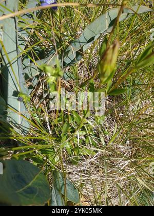 Mendocino gentian (Gentiana setigera Stock Photo - Alamy