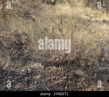 Sticky Psiadia (Psiadia punctulata Stock Photo - Alamy