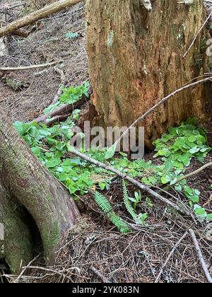 Mountain Beaver (Aplodontia rufa Stock Photo - Alamy