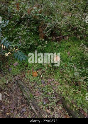 Bovine Jack (Suillus bovinus Stock Photo - Alamy