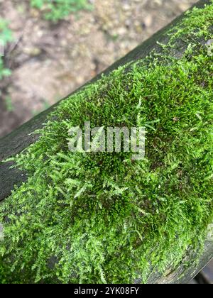 tree-skirt moss (Pseudanomodon attenuatus), Plantae, Dane County, WI ...
